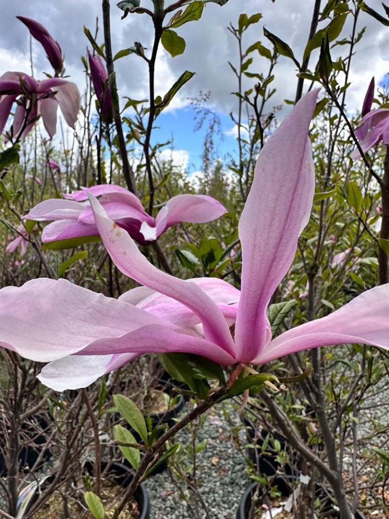 Magnolia - Canadian Invitro Technologies Inc.