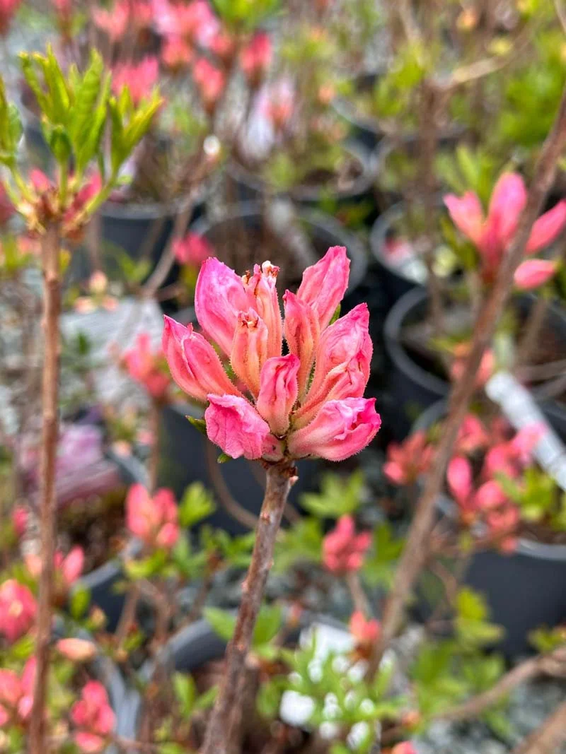 Candy Lights Azalea - Canadian Invitro Technologies Inc.