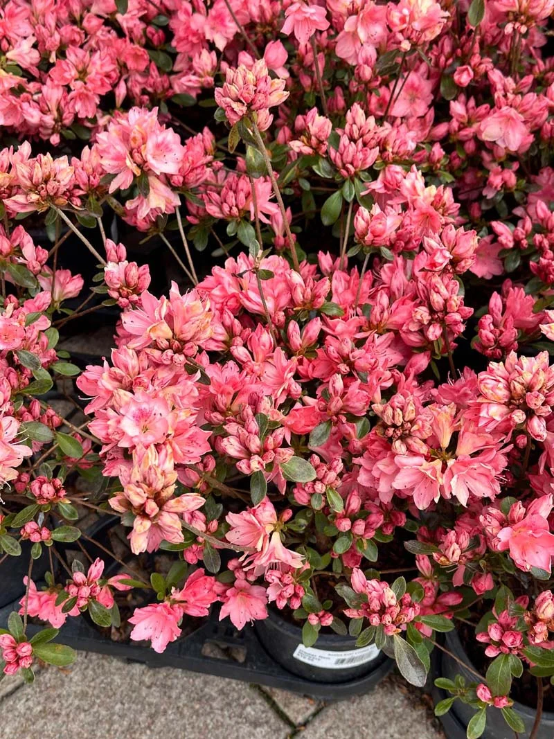 Louise Gable Azalea - Canadian Invitro Technologies Inc.