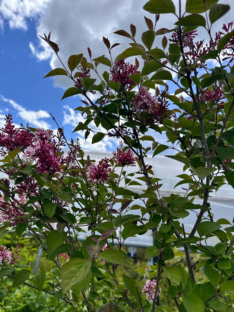 Miss Kim Korean Lilac - Canadian Invitro Technologies Inc.