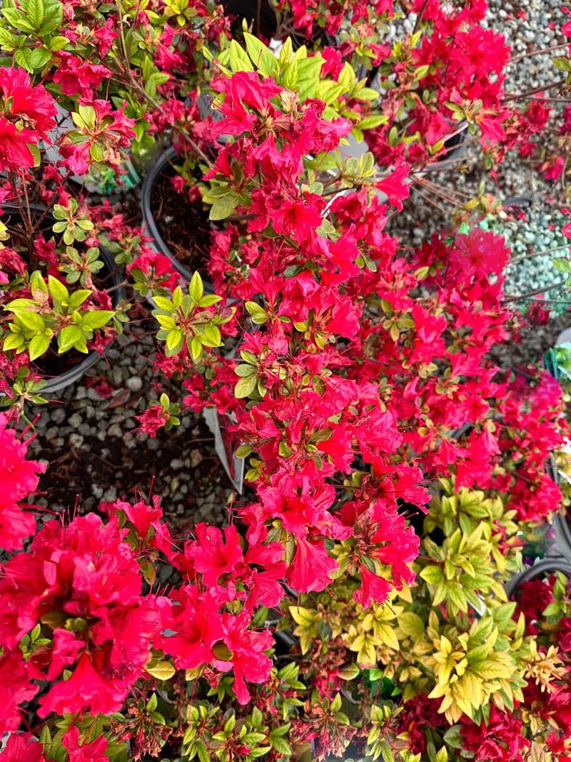 Perfecto Mundo Red Azalea - Canadian Invitro Technologies Inc.