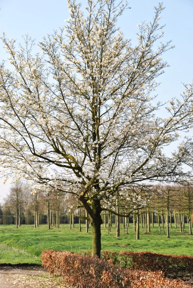 Magnolia Kobus - Canadian Invitro Technologies Inc.