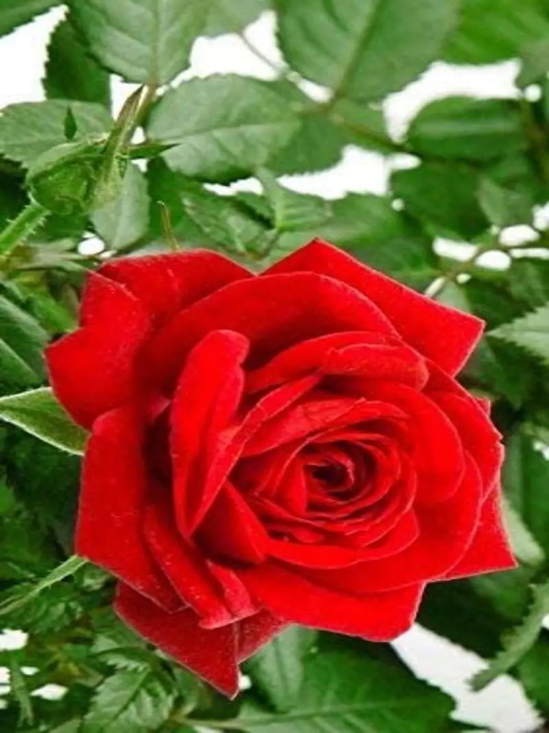 Rosy Red - Canadian Invitro Technologies Inc.