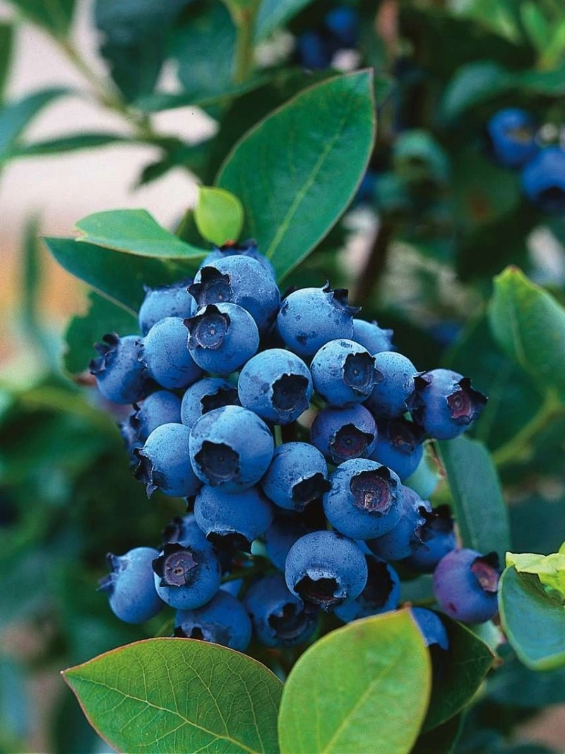 Vaccinium North Country - Canadian Invitro Technologies Inc.